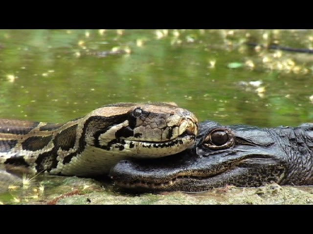 Green Anaconda Eating Alligator