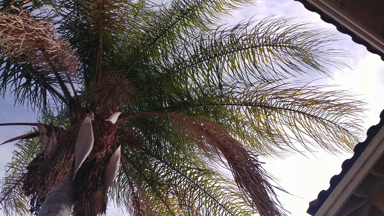 4K Palm Tree 🌲 ( LG V20 Camera ) - YouTube