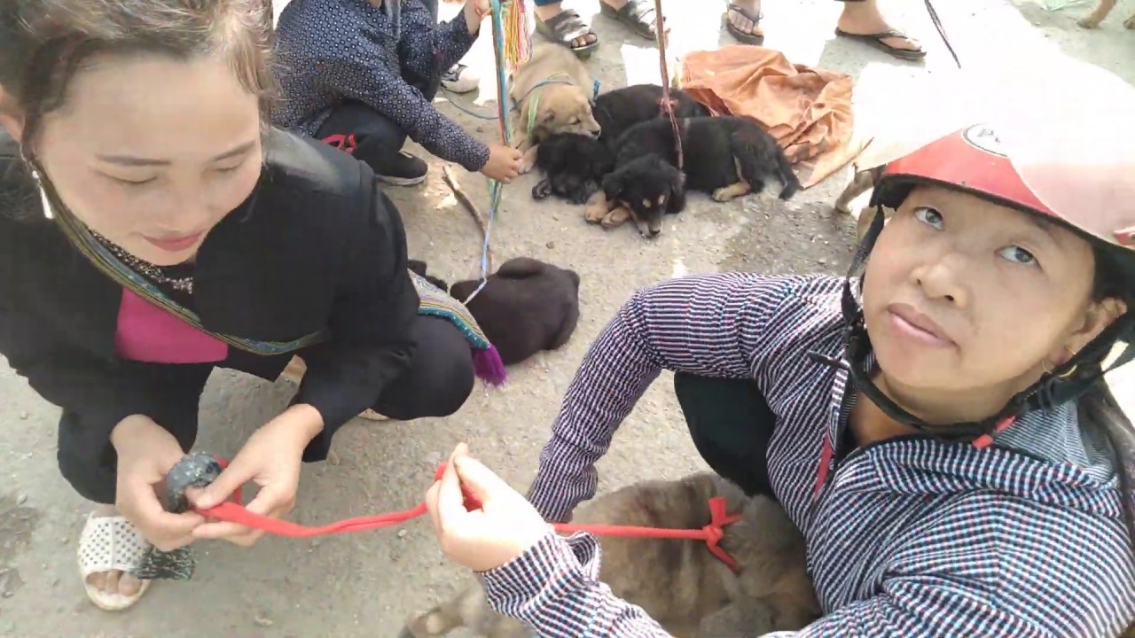Chợ chó 17/11 chó con. Chó xù. Chó đỏ. Chó Mông. - YouTube