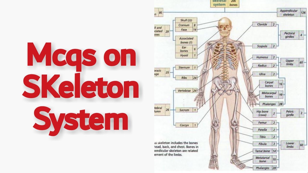 Mcqs of Skeletal System | Anatomy | Multiple Choice Questions - YouTube