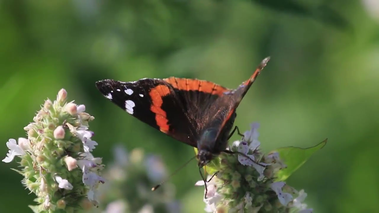 Pollinators and Predators - YouTube