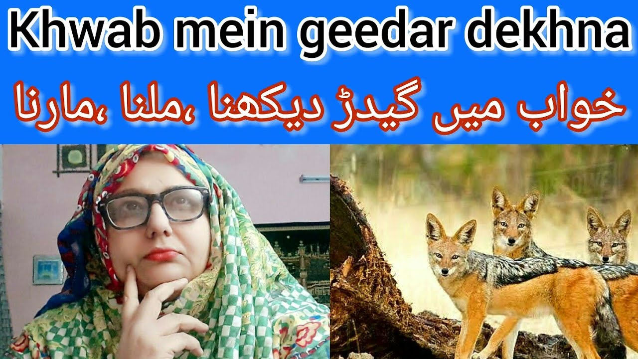 khwab mein گیدڑ geedar dekhna | گیدڑ کسی بی طرح سے دیکھا جاۓ | Jackal ...