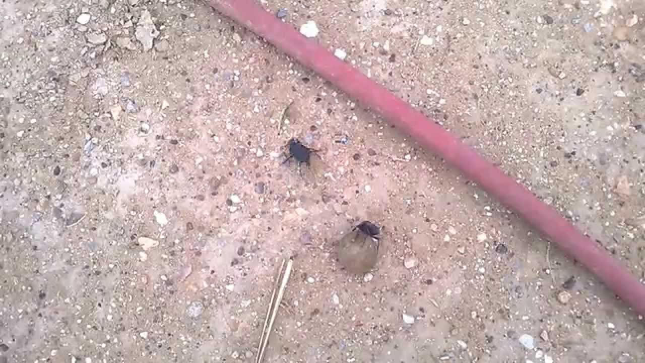 two doo doo bugs one turd - YouTube