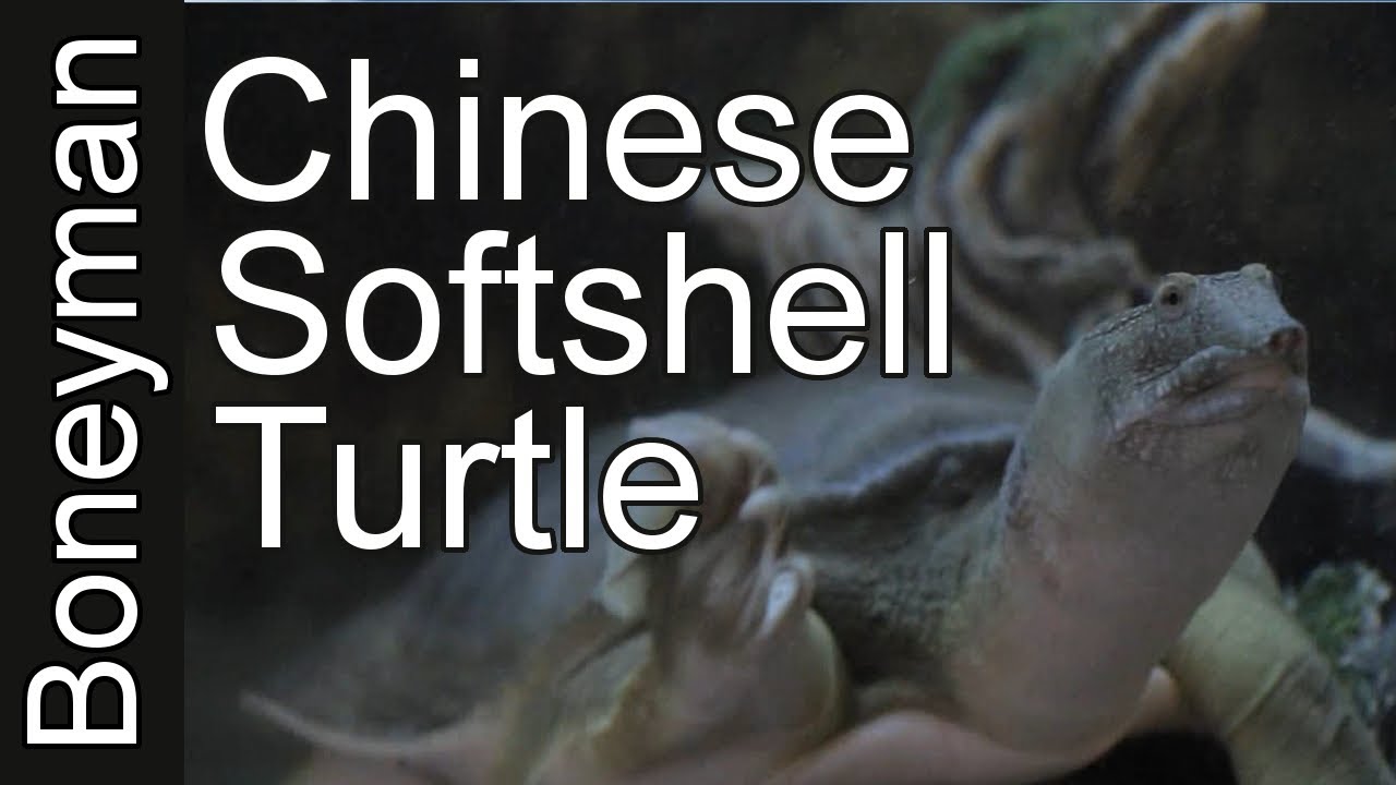 Chinese Softshell Turtle - YouTube