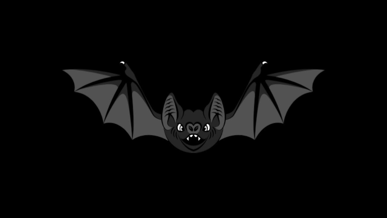 Rehab | Orphan | Bat Megabat (Flying-fox) (Fruit bat) Baby Black male ...