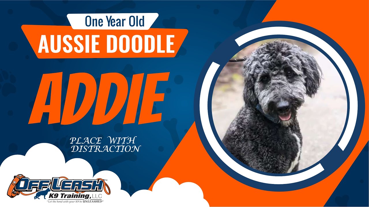 Commanding Excellence: Addie's Success in K9 Training! (Place with ...