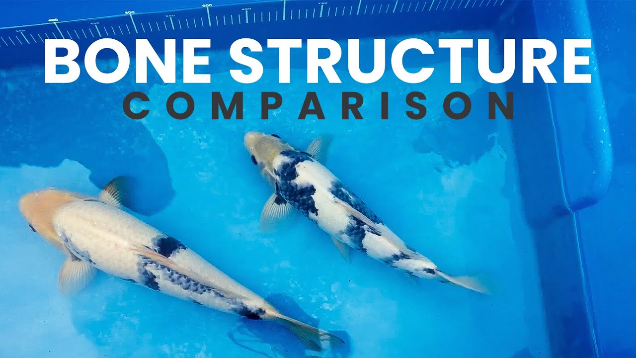 Understanding the Bone Structures of Koi - Side by Side Comparison ...