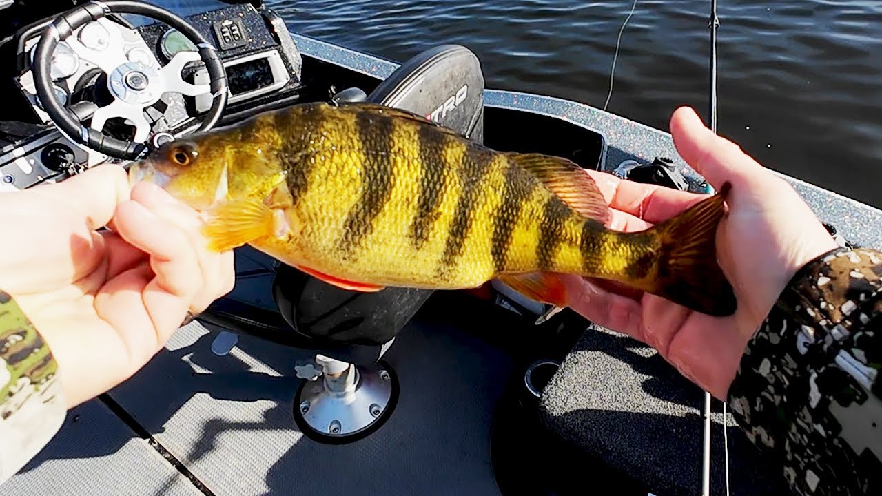 Casting the Mississippi River for JUMBO Perch! - YouTube