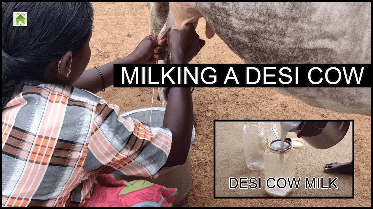 Village Ladies Hand Milking | Traditional Way of Cow Milking | Village ...