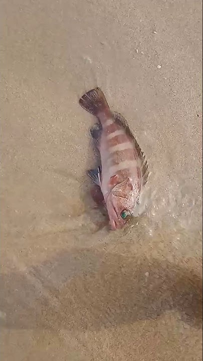 small grouper || recused #viral #goa #fishing #shorts - YouTube