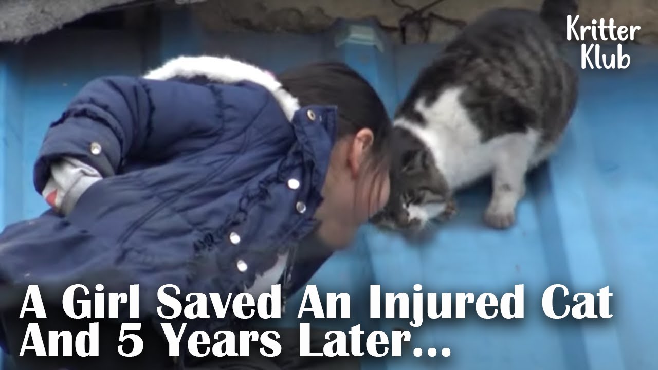 A Girl Saved A Stray Cat's Life And 5 Years Later… l Kritter Klub - YouTube