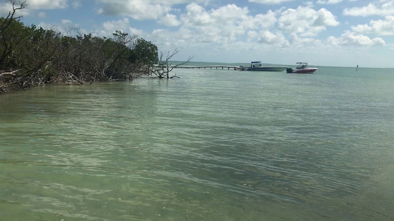 Nest Key, Key Largo Florida Clip - YouTube