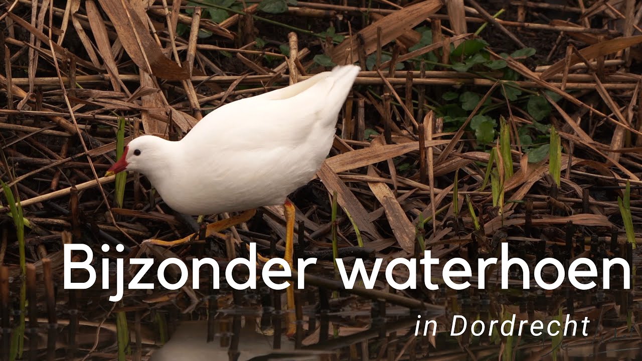 Wat is dit voor bijzonder waterhoentje? #869 - YouTube