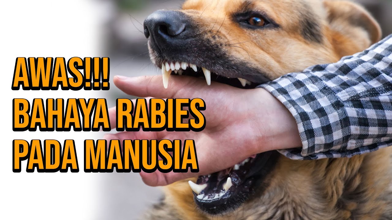 BAHAYA GIGITAN ANJING RABIES, SEMUA HARUS TAU CARA PENANGANANNYA ...