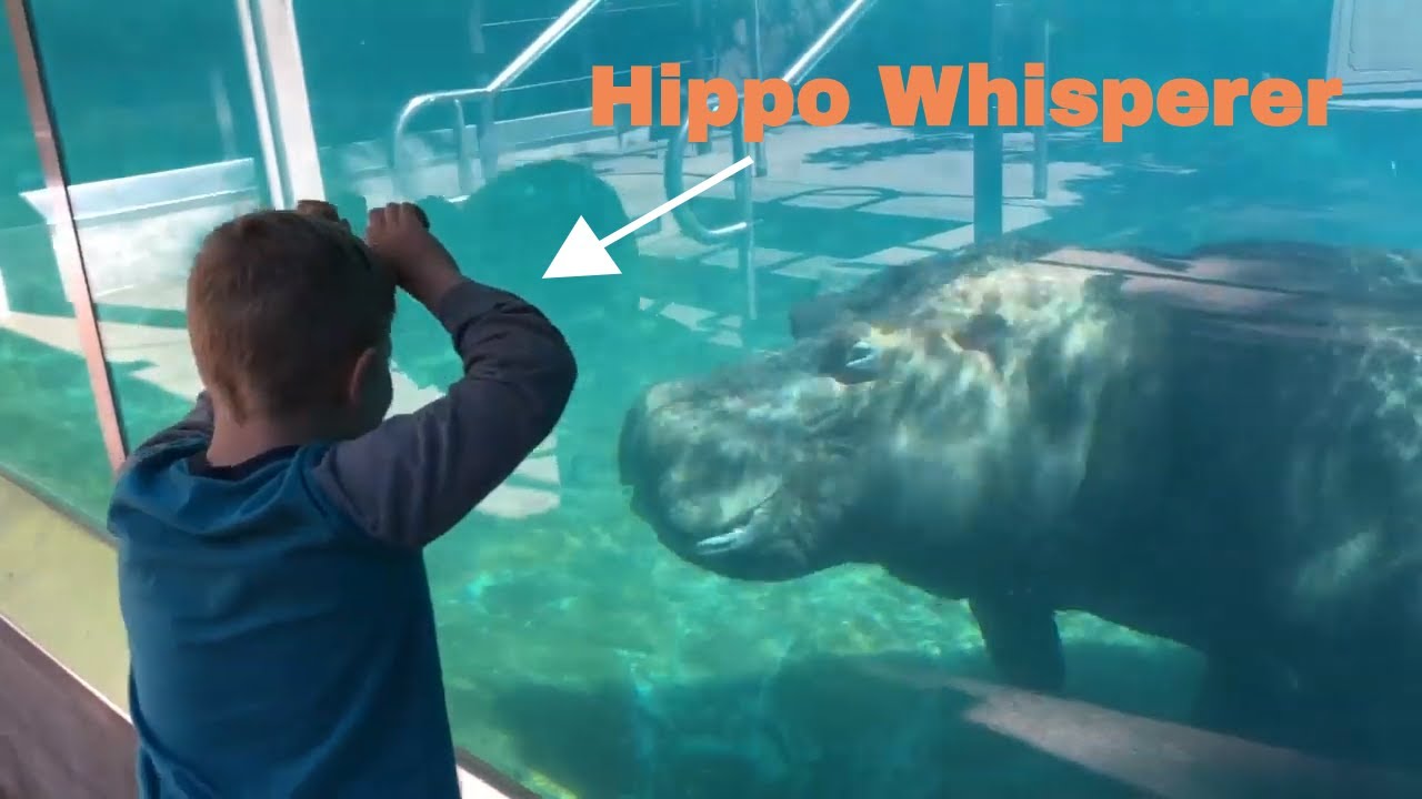 San Diego Zoo with kids - (Cooper is the Hippo whisperer! 😂) - YouTube