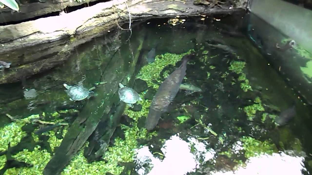 Amazonia Tropical Forest At The National Zoo In DC - YouTube