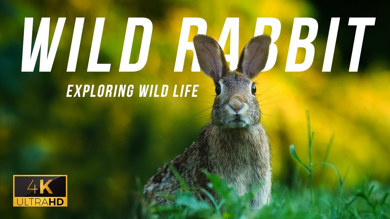 Cute Rabbit Exploring Relaxing Video. - YouTube