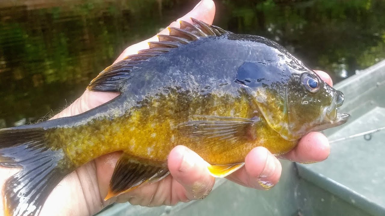 Perch fishing with live worms. - YouTube