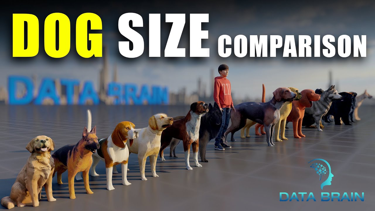 Dog Lovers Beware: The Truth behind Dog 3D Size Comparison - YouTube