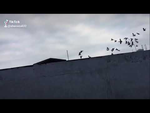 Lucknow tukdi pigeons Shavez Ali - YouTube
