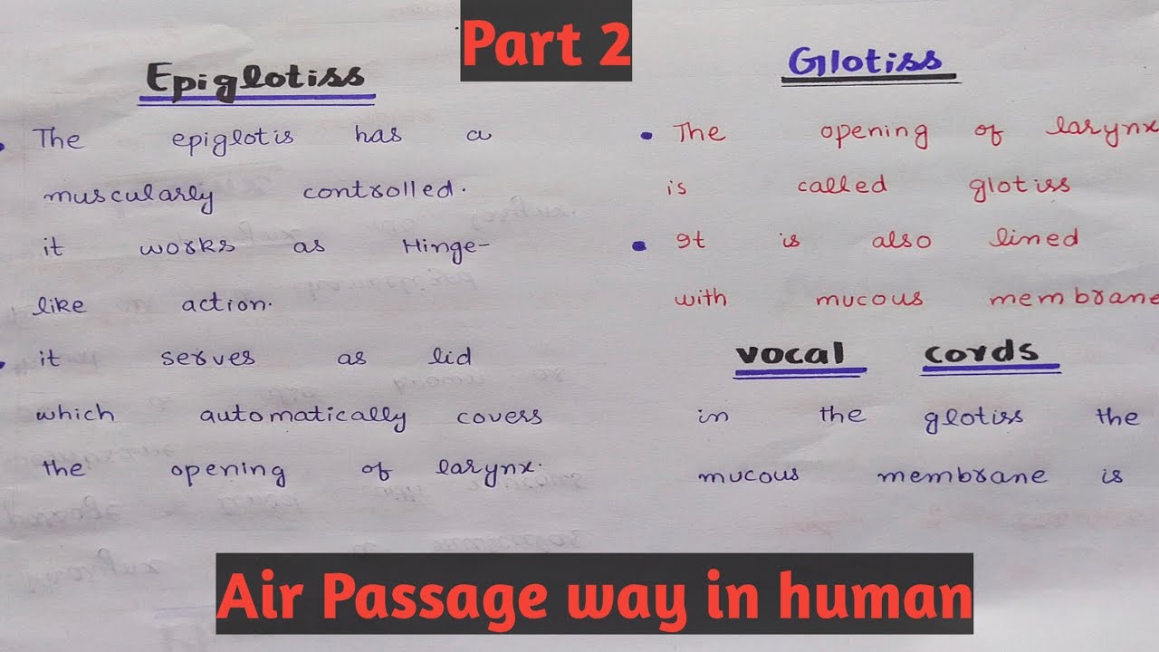 Air Passage ways||Respiration in man||Part 2||Class 11||Chapter 13 ...