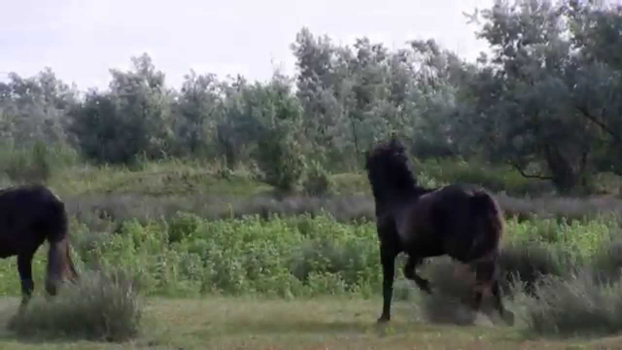 The wild horses of Letea: First successes for the FOUR PAWS birth ...