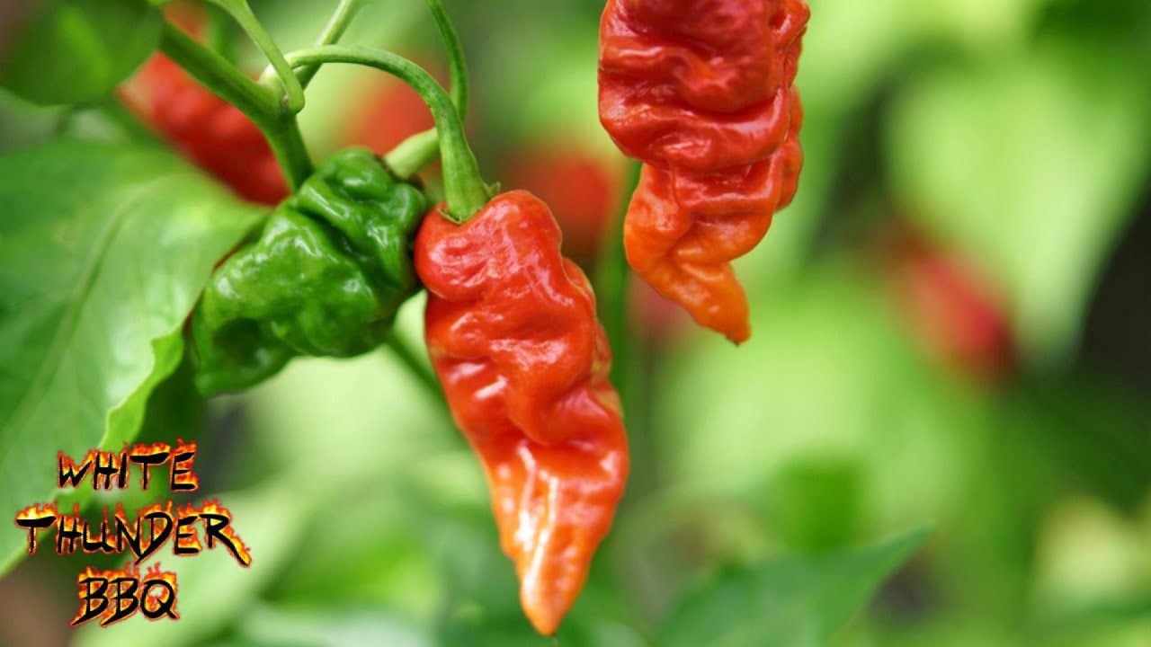 2021 HOT Pepper Garden - YouTube