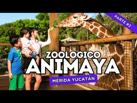 Así es el PARQUE ZOOLOGICO ANIMAYA en Mérida Yucatán México - ¡MUY BONITO Y GRATIS! - Segunda parte