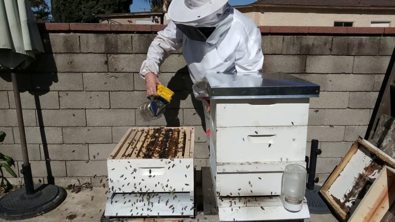 Splitting a bee hive, my first split. 2019 - YouTube