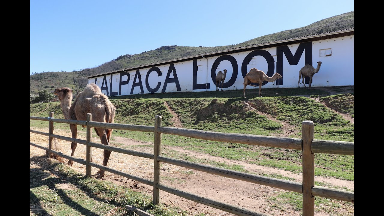 Alpaca Loom - YouTube