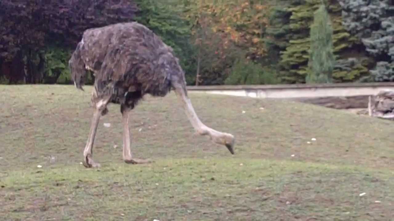 North African ostrich - Alchetron, The Free Social Encyclopedia