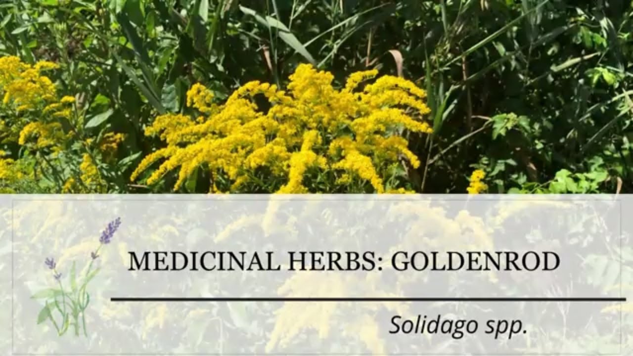 Goldenrod - YouTube