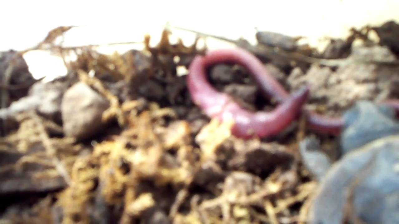 Eastern Box Turtle Hatchling Vs. Earthworm - YouTube