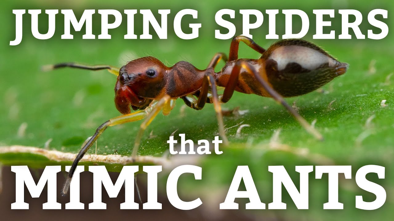 Jumping Spiders that Mimic Ants! - YouTube