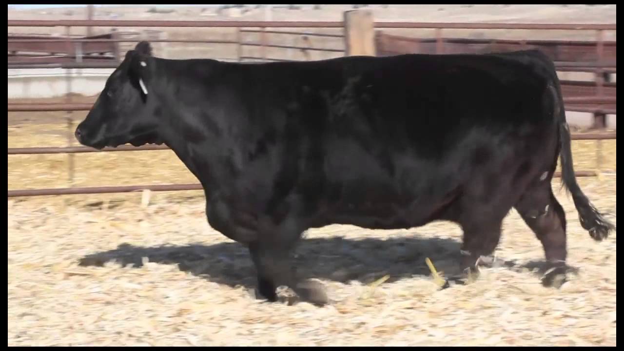 Western Elite 2015 Lot 22 - YouTube