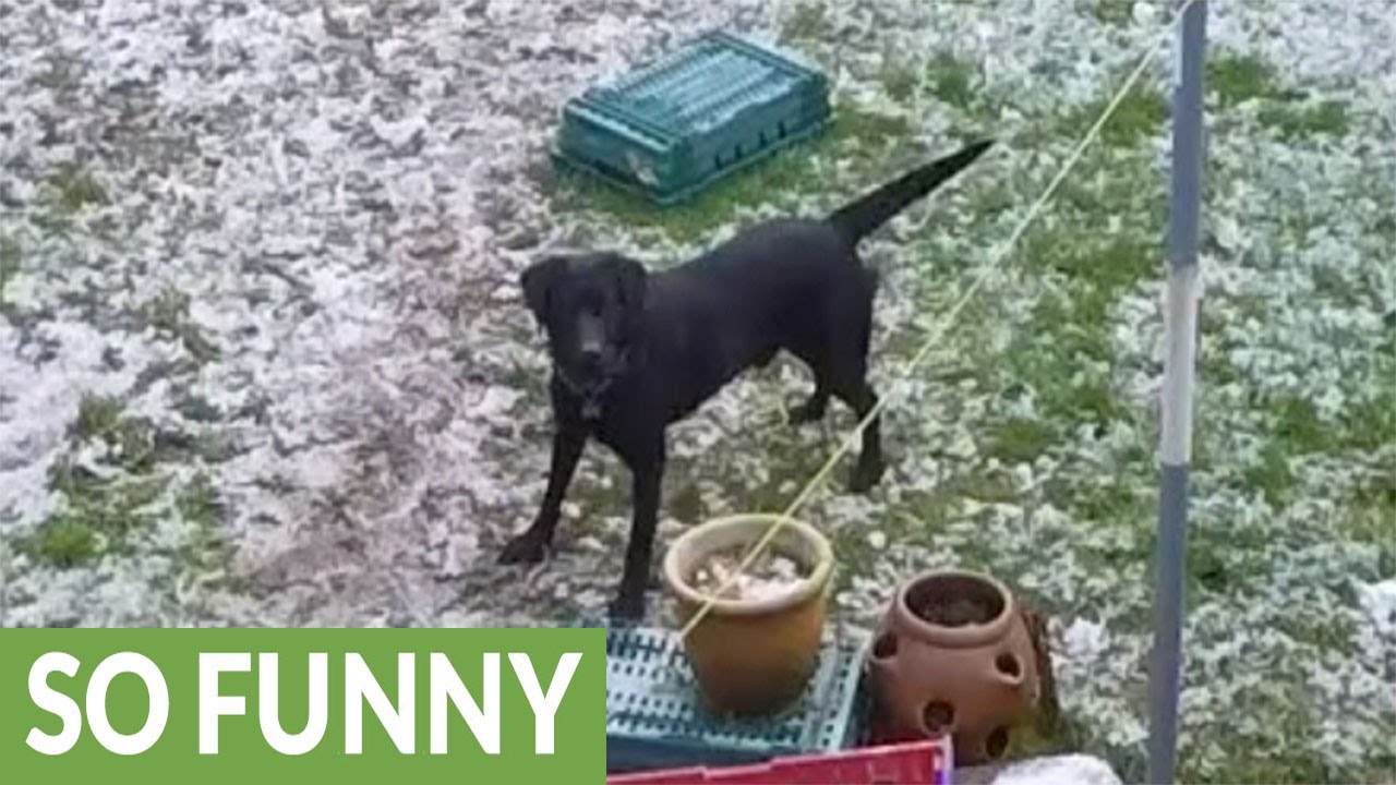 Happy dog makes snow angels in backyard - YouTube