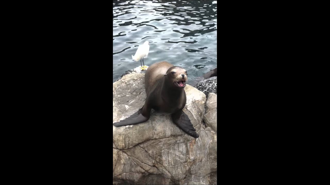 California Sea Lion is Hungry - Watch him beg for food - Sea World ...