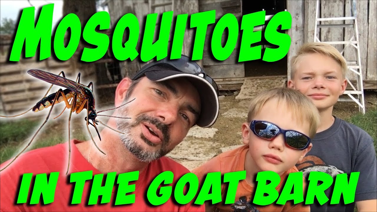 Mosquito Control in the Goat Barn - YouTube