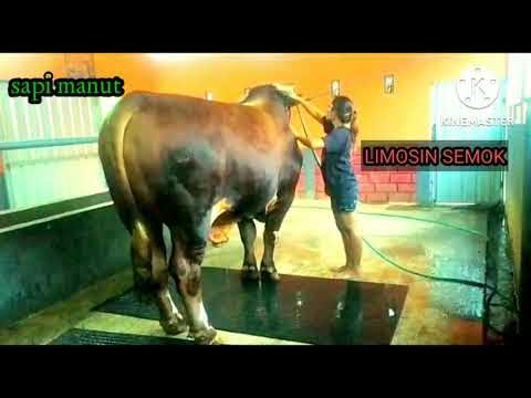GADIS CANTIK MEMANDIKAN SAPI LIMOSIN SUPER JUMBO. - YouTube