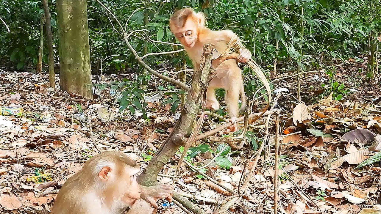Lucy has became a well trained climber for now - YouTube