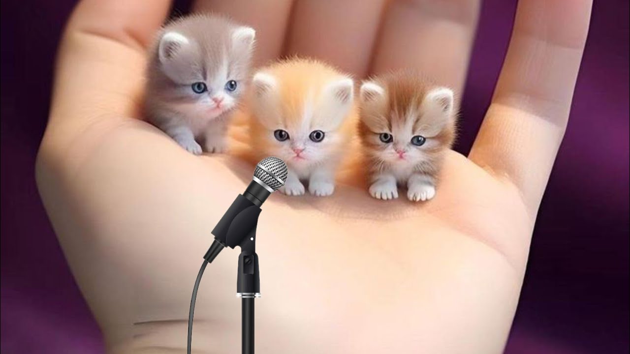 Cat's very cute recitation of Quran || very cute video of cat ||2024 ...