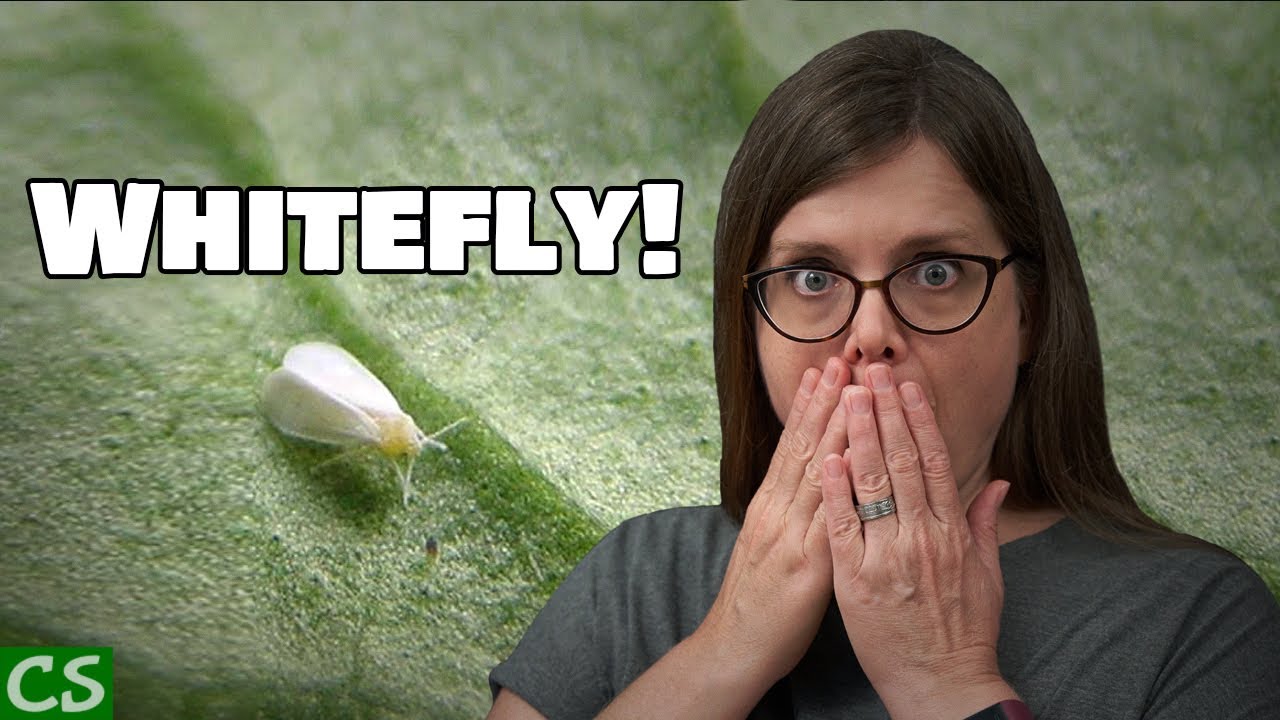 Whitefly Treatment for Plants - How to Control Whiteflies - YouTube