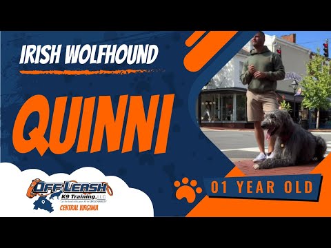 Quinn| 1 Year Old Irish WolfHound