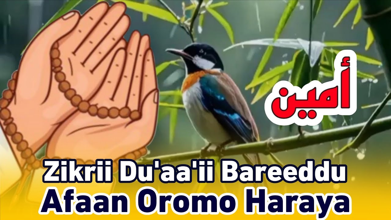Duaaii Fi Zikrii Bareeddu Jama'ama Nairobi Duai Zikri Afaan Oromo ...