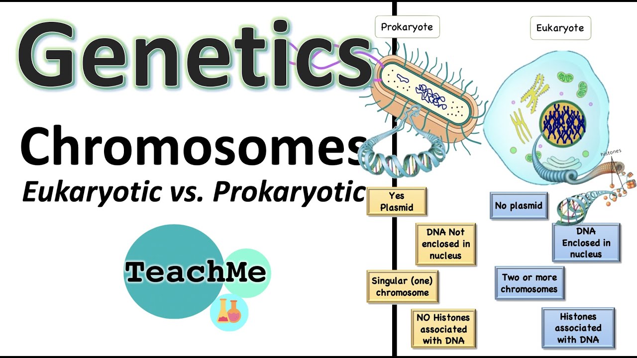 Eukaryotic Chromosome Cell Division