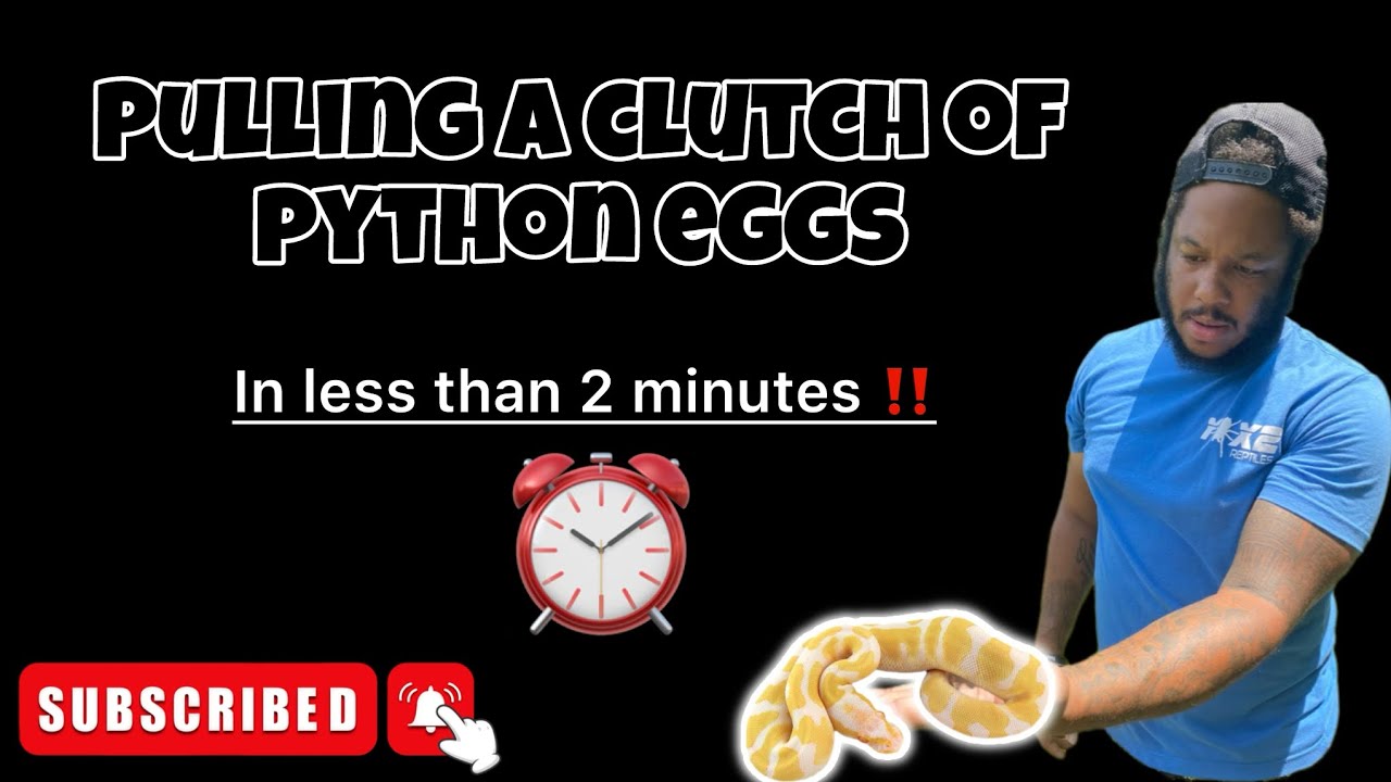 How to set up freshly laid python eggs - YouTube
