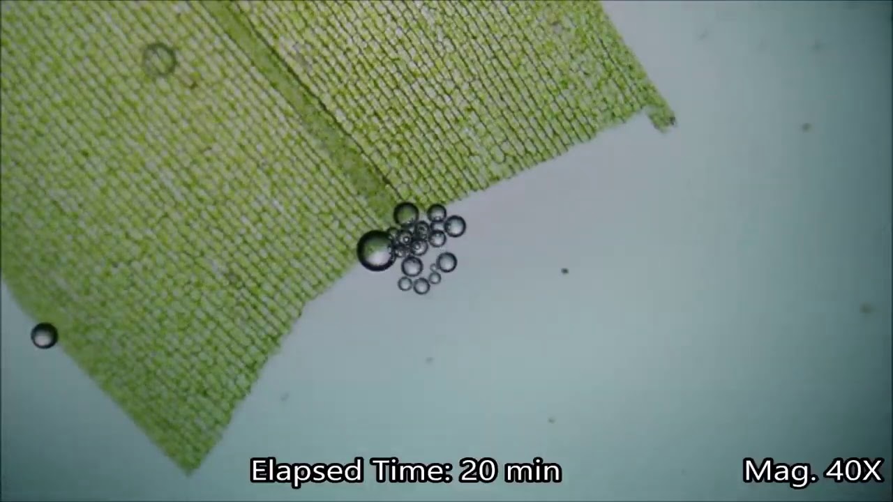 Photosynthesis under microscope - YouTube
