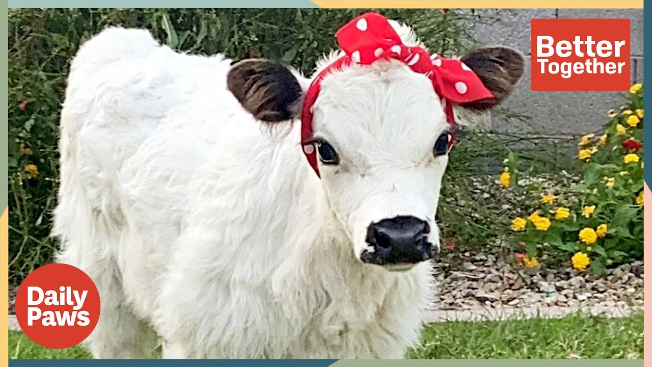Meet the World’s First Therapy COW! | Better Together | Daily Paws ...
