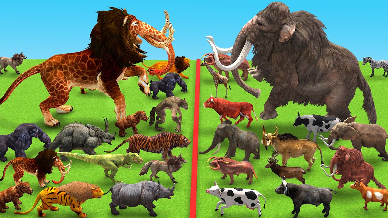 10 Giant Tiger vs 10 Black Buffalo Fight Cow Cartoon Save by Woolly ...