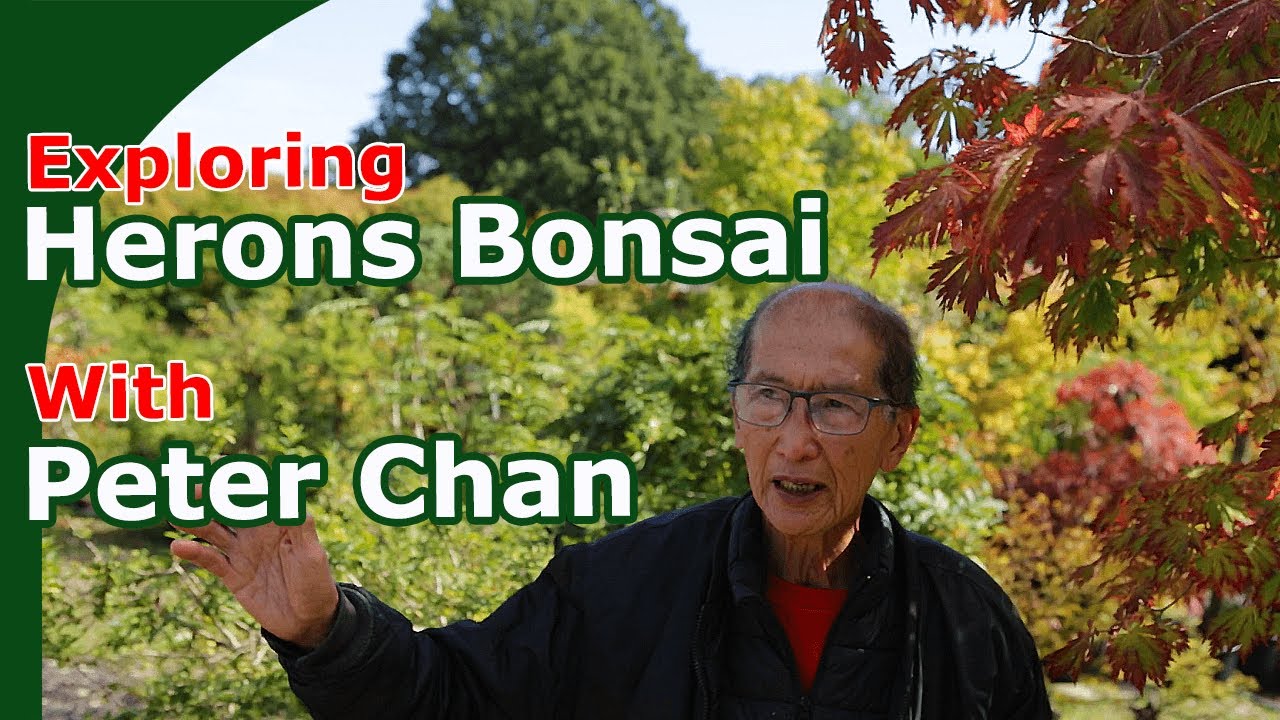 Peter Chan: Guided Tour Of Herons Bonsai - YouTube